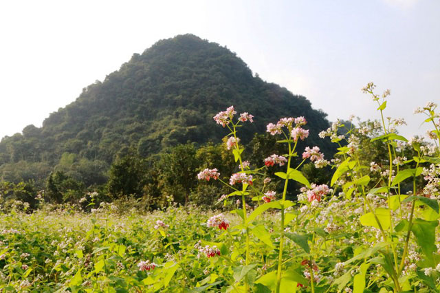 Mật ong hoa rừng Tây Bắc, tinh tuý của đất trời