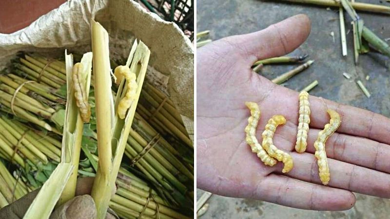 Cách ngâm rượu sâu chít Tây Bắc tươi thật đơn giản