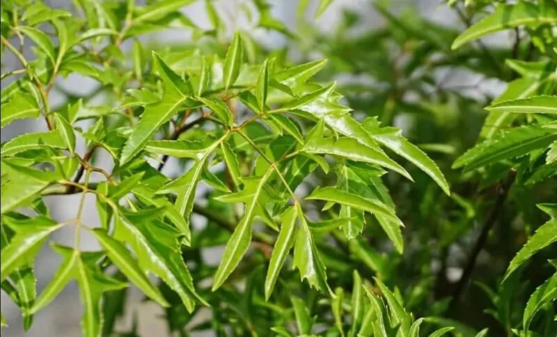 Một số lưu ý khi sử dụng lá đinh lăng